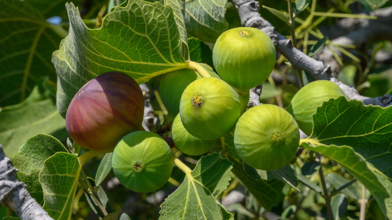 Beginner-Friendly Fruit Trees Your Garden Has Been Needing