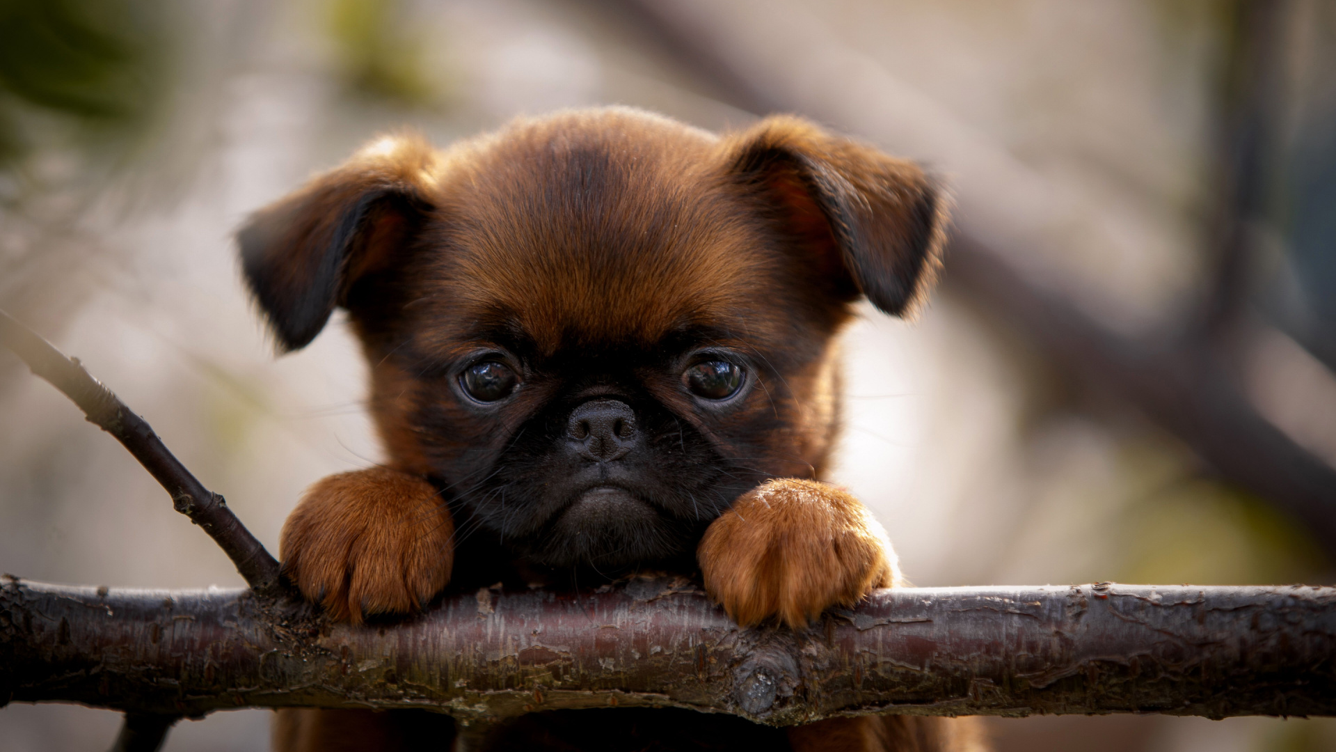 10 Small Dog Breeds That May Avoid Other Dogs