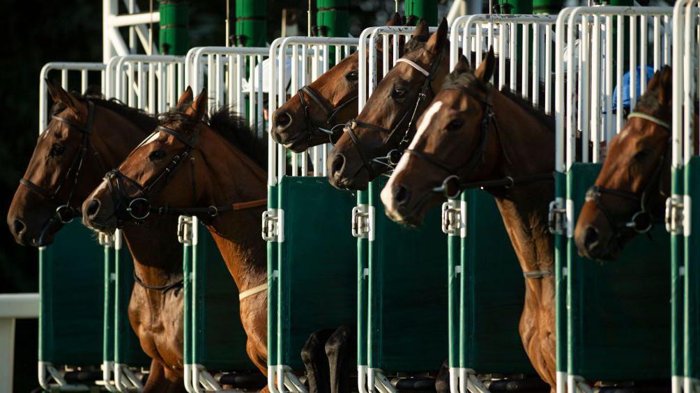 Jockeys banned after blindfolded horse runs loose