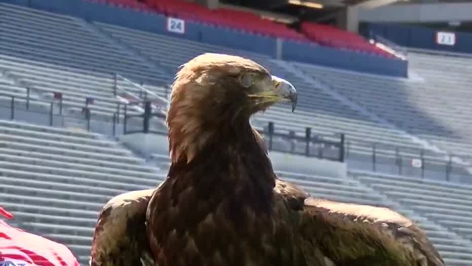 Auburn University Raptor Center training eagles for famous war eagle flight