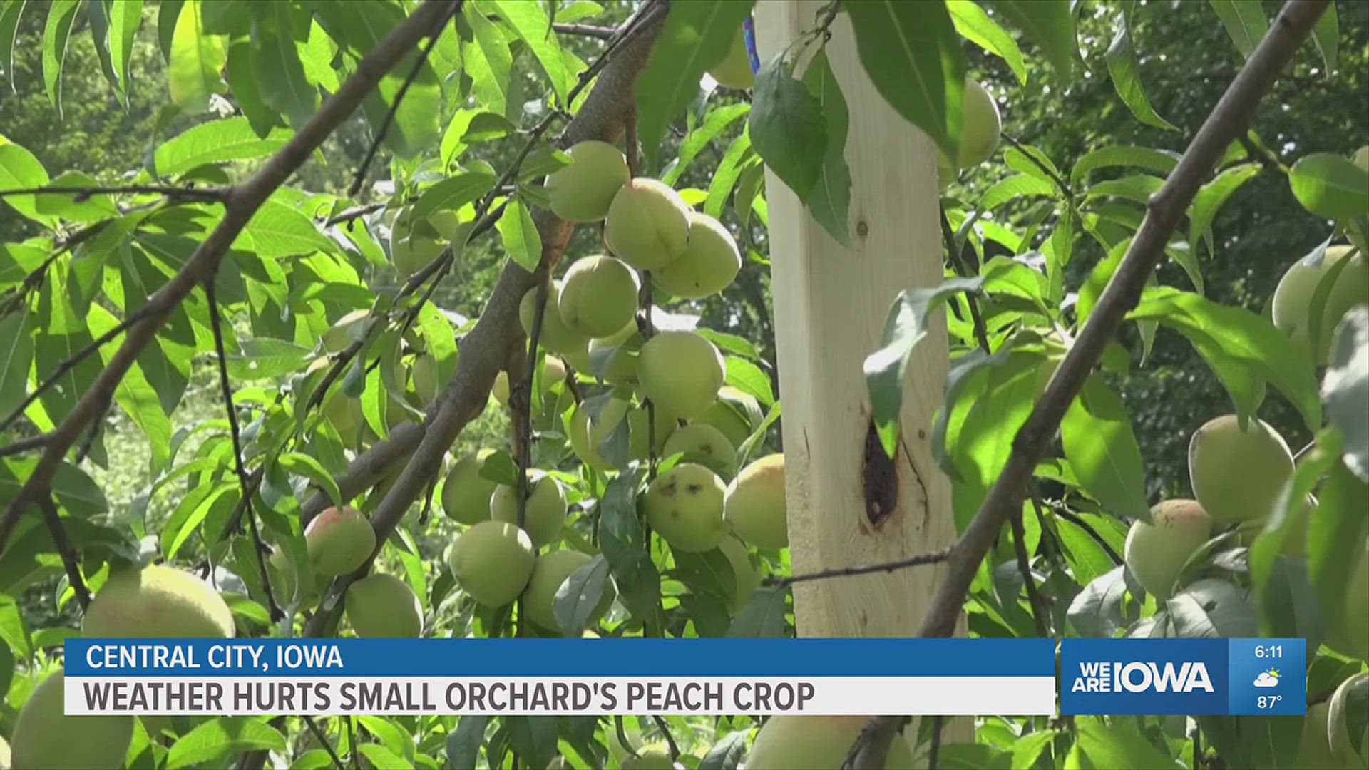 Unpredictable weather hurts Central City orchard's peach crop