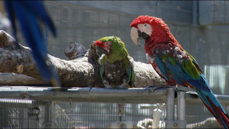 Colorado parrot rescue seeks $7K through online auction to care for 250 ...