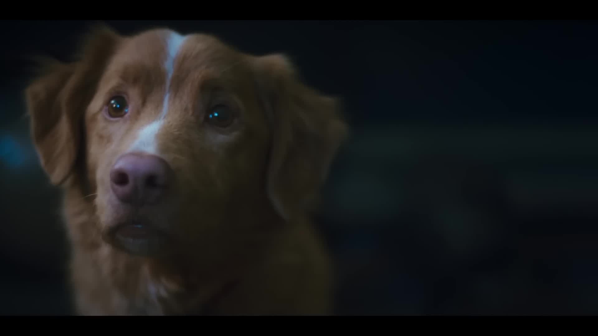 Good Boy: Official Trailer