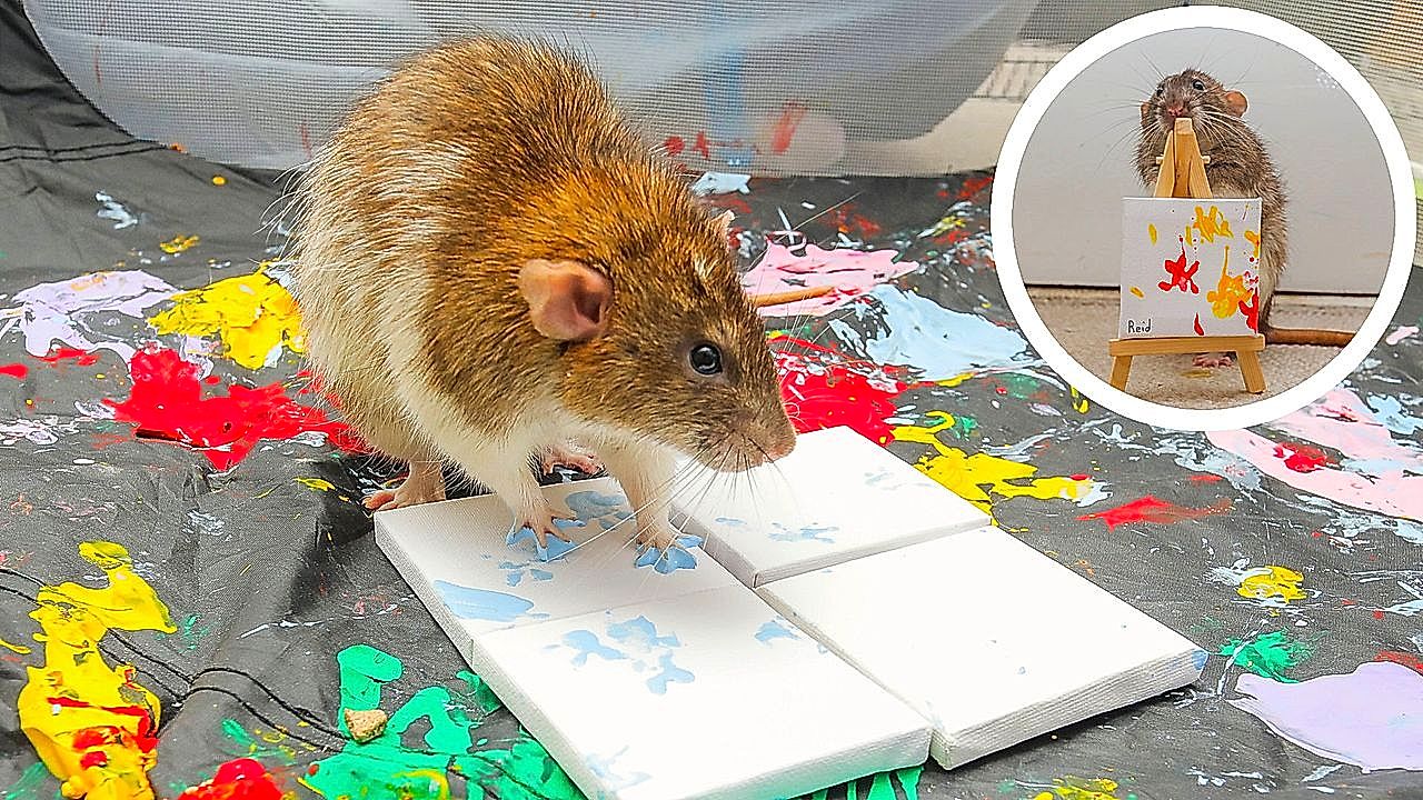 Meet the artistic rats that create canvases selling for hundreds online