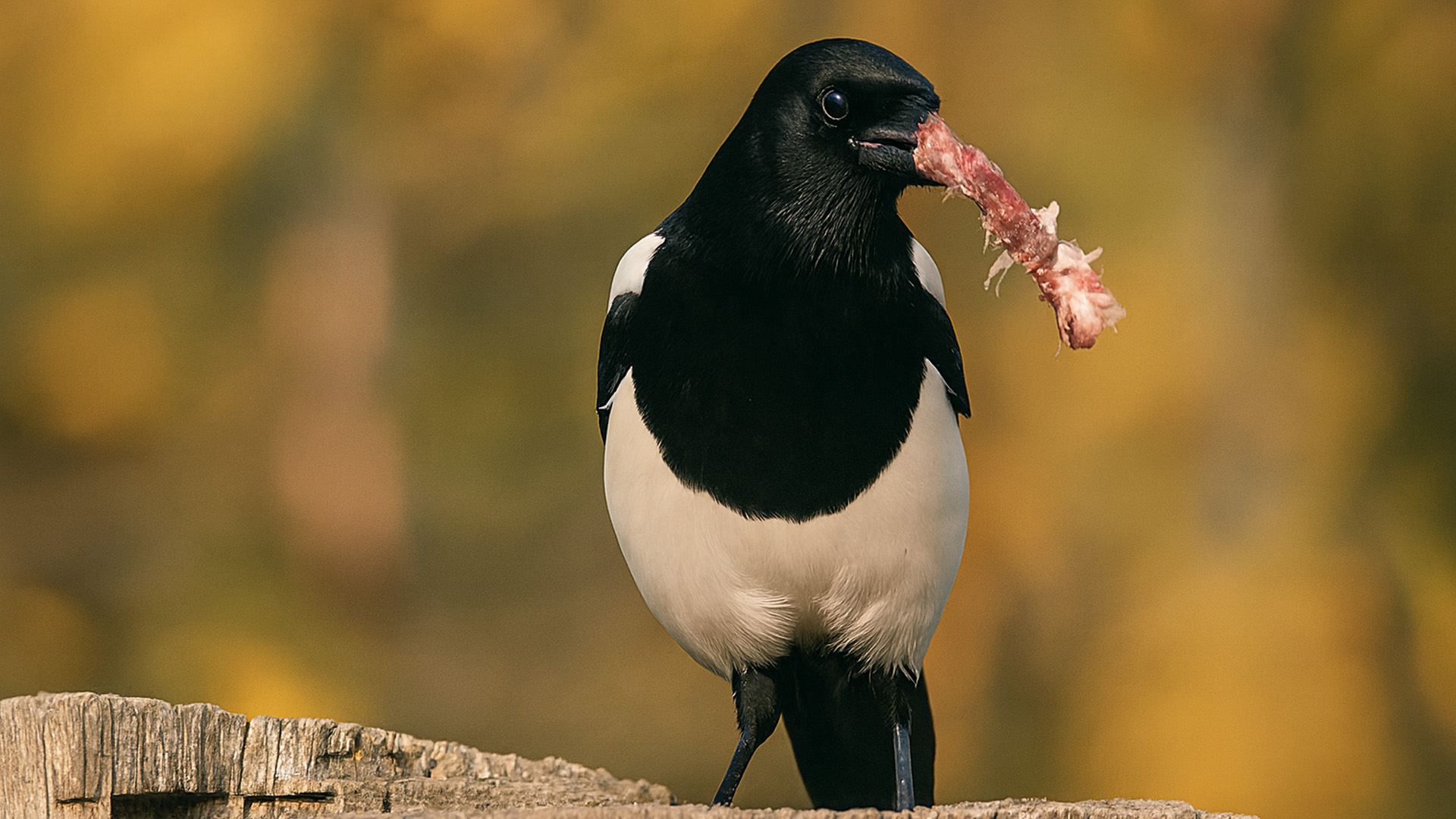 Eurasian magpie eating a meaty bone