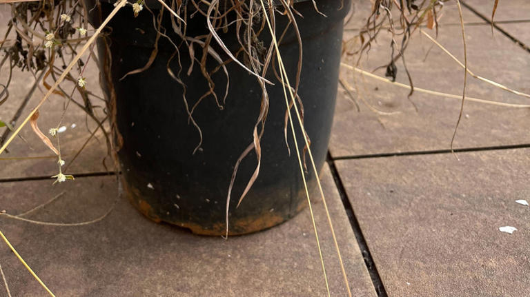 The Simple DIY That Gives Your Old Potting Soil New Life
