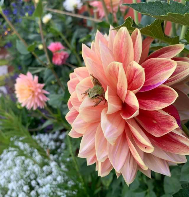 Gardener shares photos of adorable creatures hiding in flower blooms ...
