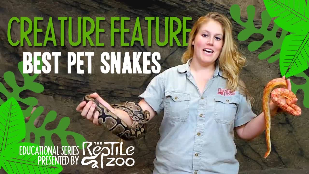 Best snakes for beginners