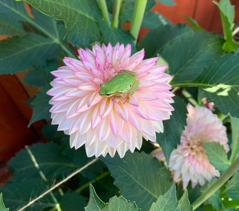 Gardener shares photos of adorable creatures hiding in flower blooms ...