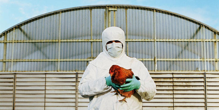 "Vogelgrippe" überall auf US-Farmen