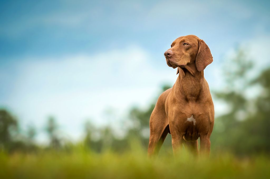 Looking for a running buddy? 7 'high endurance' dog breeds ranked