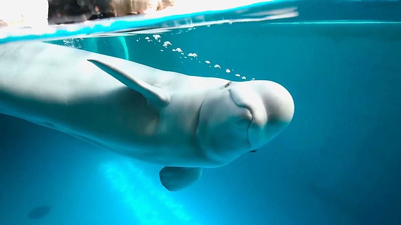 Beluga whale makes medical history at Chicago aquarium after recovering ...