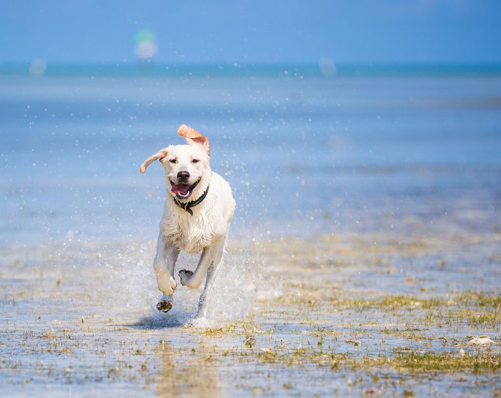 Looking for a running buddy? 7 'high endurance' dog breeds ranked