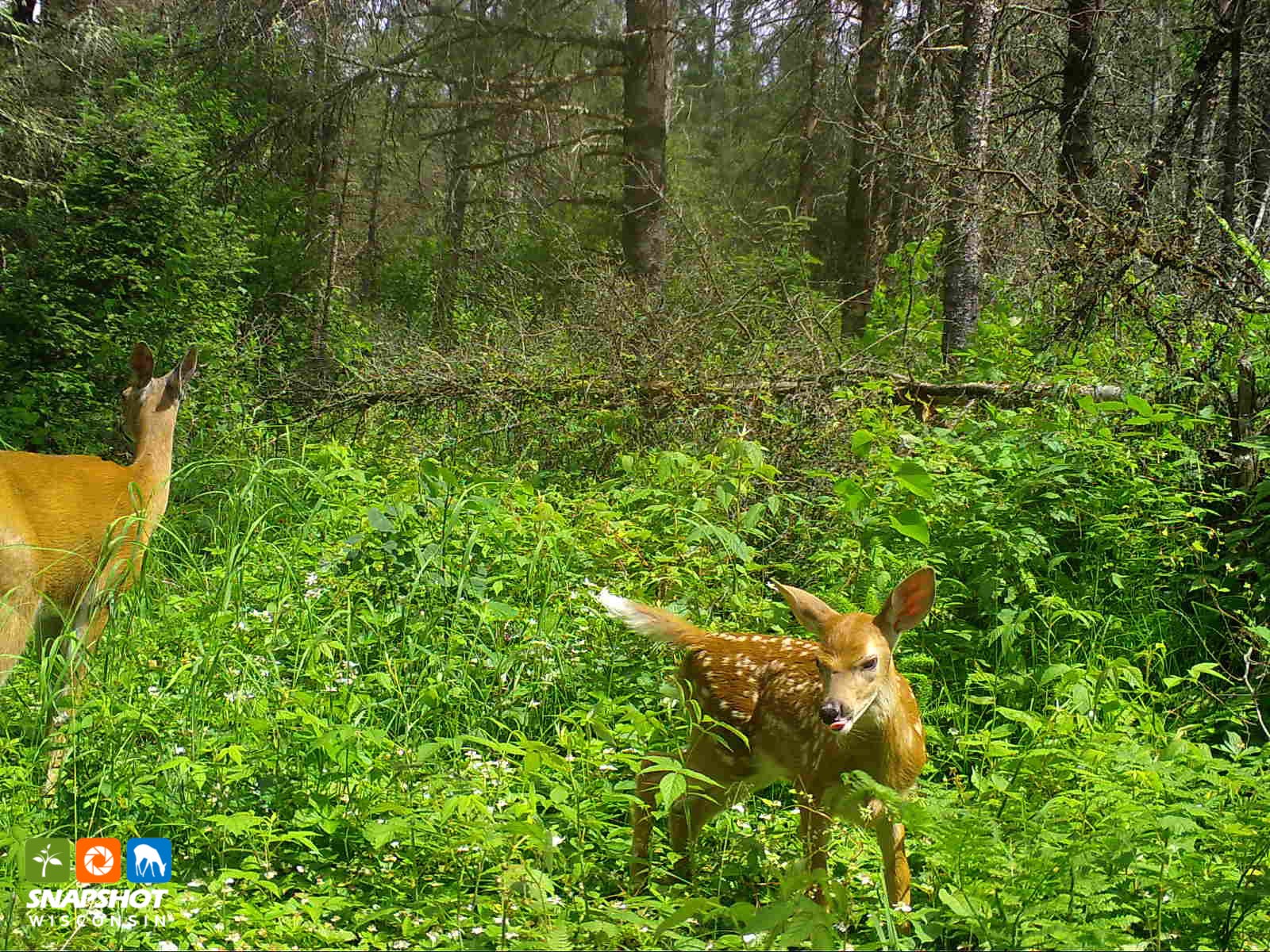 Dead deer reported in Hamilton County. What to know