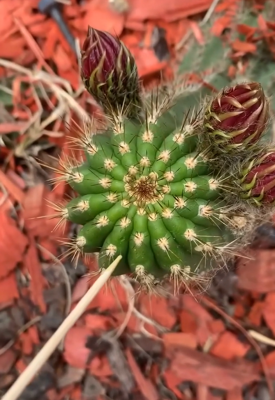 Got Some Revenge on This Cactus Under the Microscope