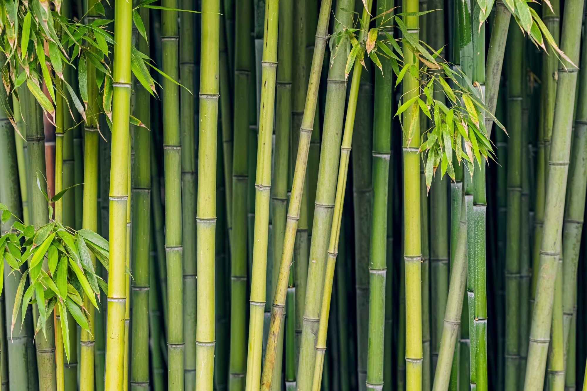 Eco-Friendly Cement Alternative Developed Using Bamboo Byproducts