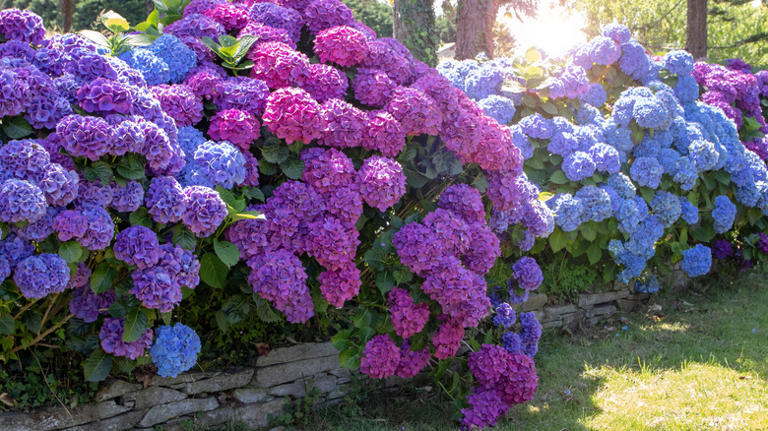 How To Create Your Own Hydrangea Privacy Hedge