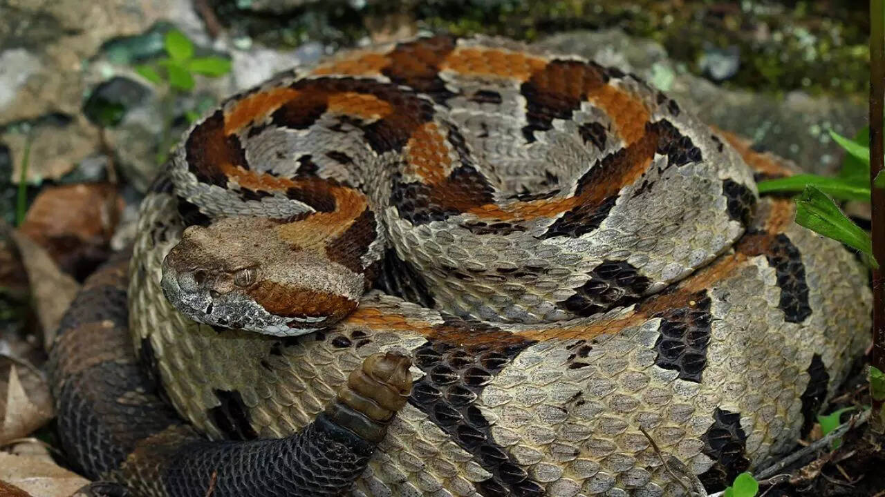 Timber rattlesnake bite kills Tennessee hiker at Savage Gulf State Park ...