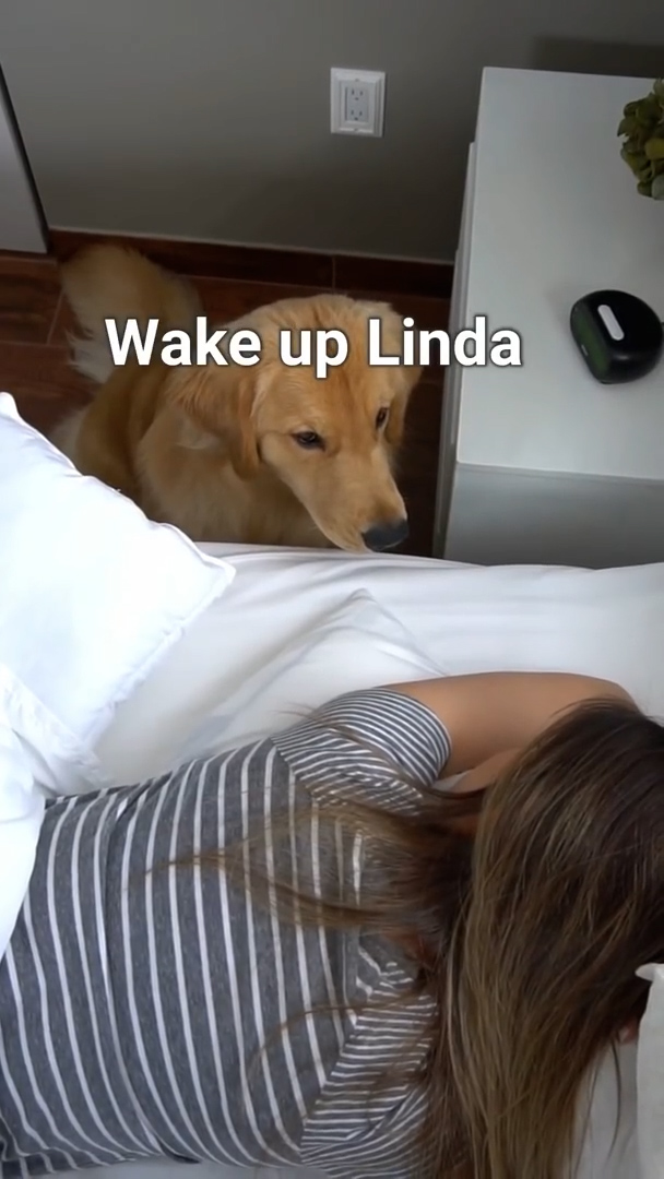How My Golden Retriever Gets What He Wants