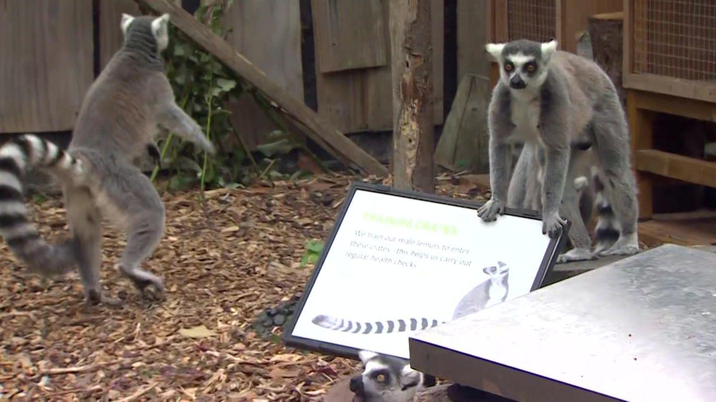 Watch: Lemurs and Capybaras face the scales at London Zoo's annual weigh-in
