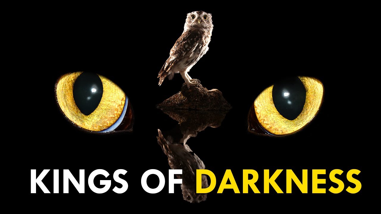 No Fear of the Dark: Superpowers of Nocturnal Animals