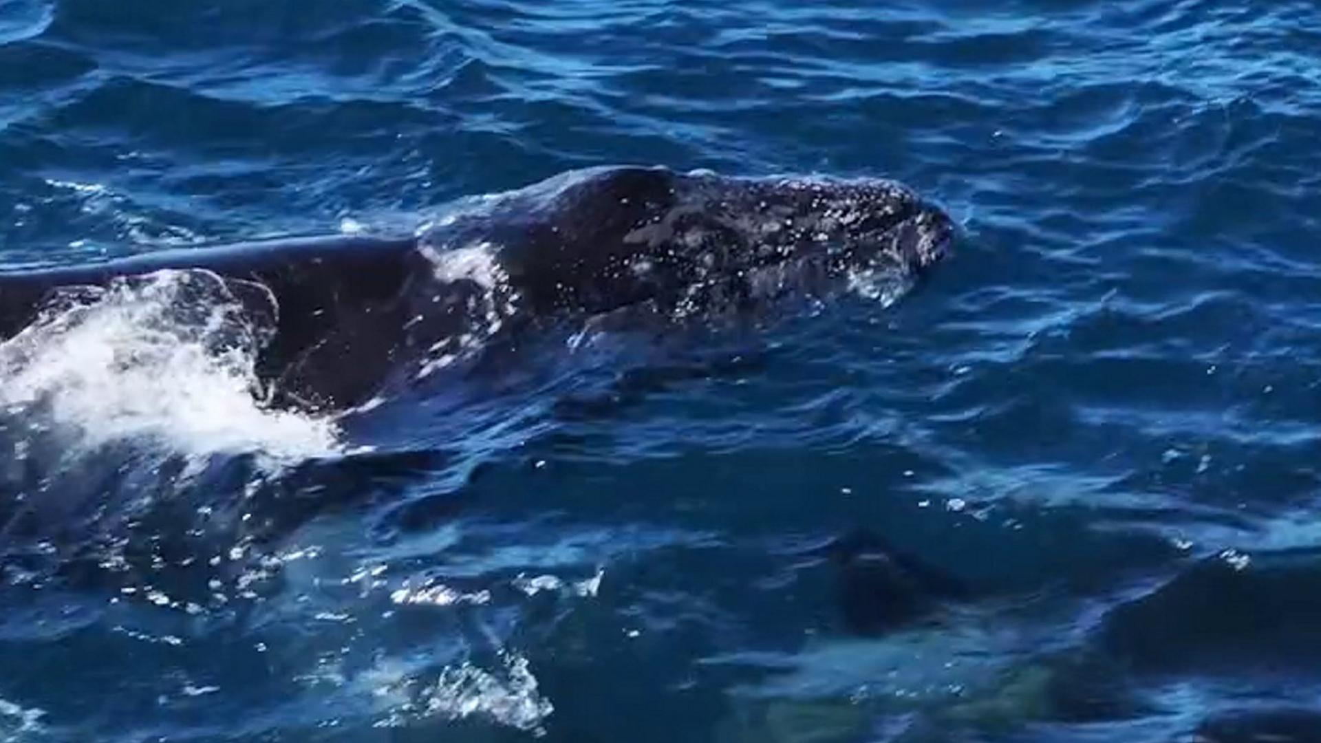 Drone footage captures moment orcas drown humpback whale in Sea of ...