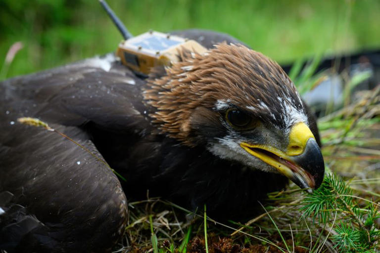 Sir David Attenborough helps mark south of Scotland conservation ...