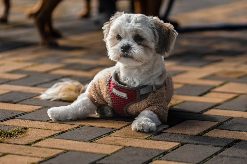 Woman concerned by her dog's sad mood but 'terrified' pet fans all ...