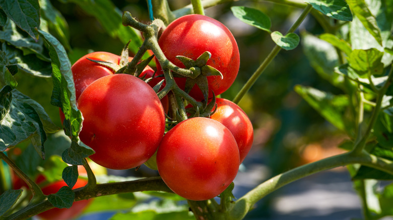 The Best Spot To Plant Tomatoes In Your Vegetable Garden—and Why It Matters