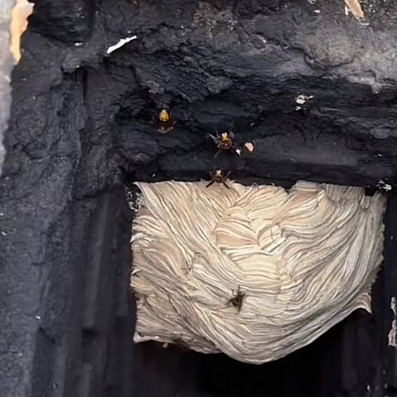 Calabrone europeo, 300 insetti nel comignolo di una casa alle porte di ...