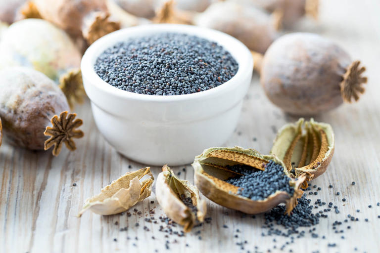 How to Harvest Seeds (& Why You Should)