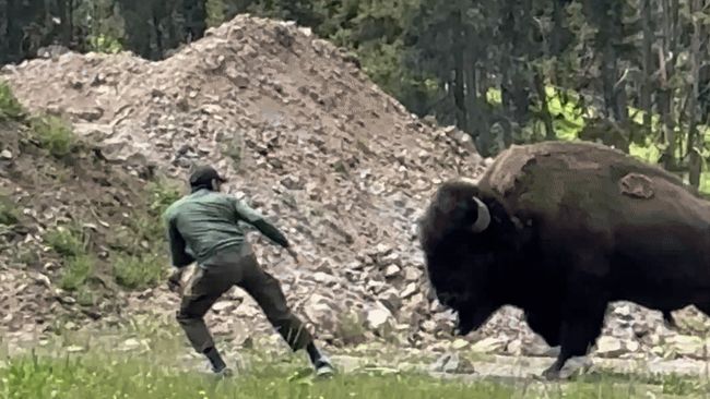 Yellowstone Bison Charges at Man Following Feeding Attempt