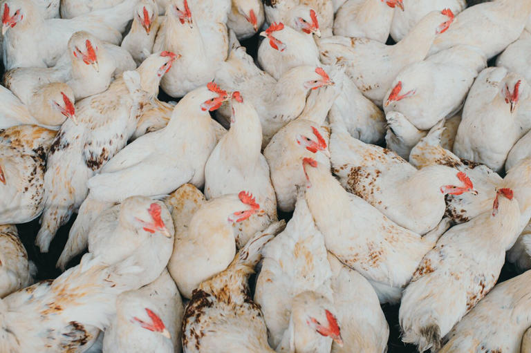 Preventing an hour of intense pain in chickens costs less than a ...