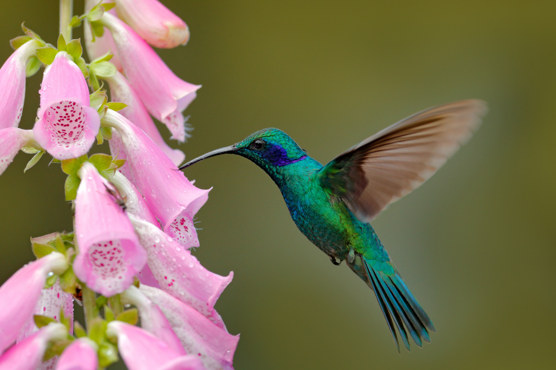 Wings in a blur: the fascinating world of hummingbirds