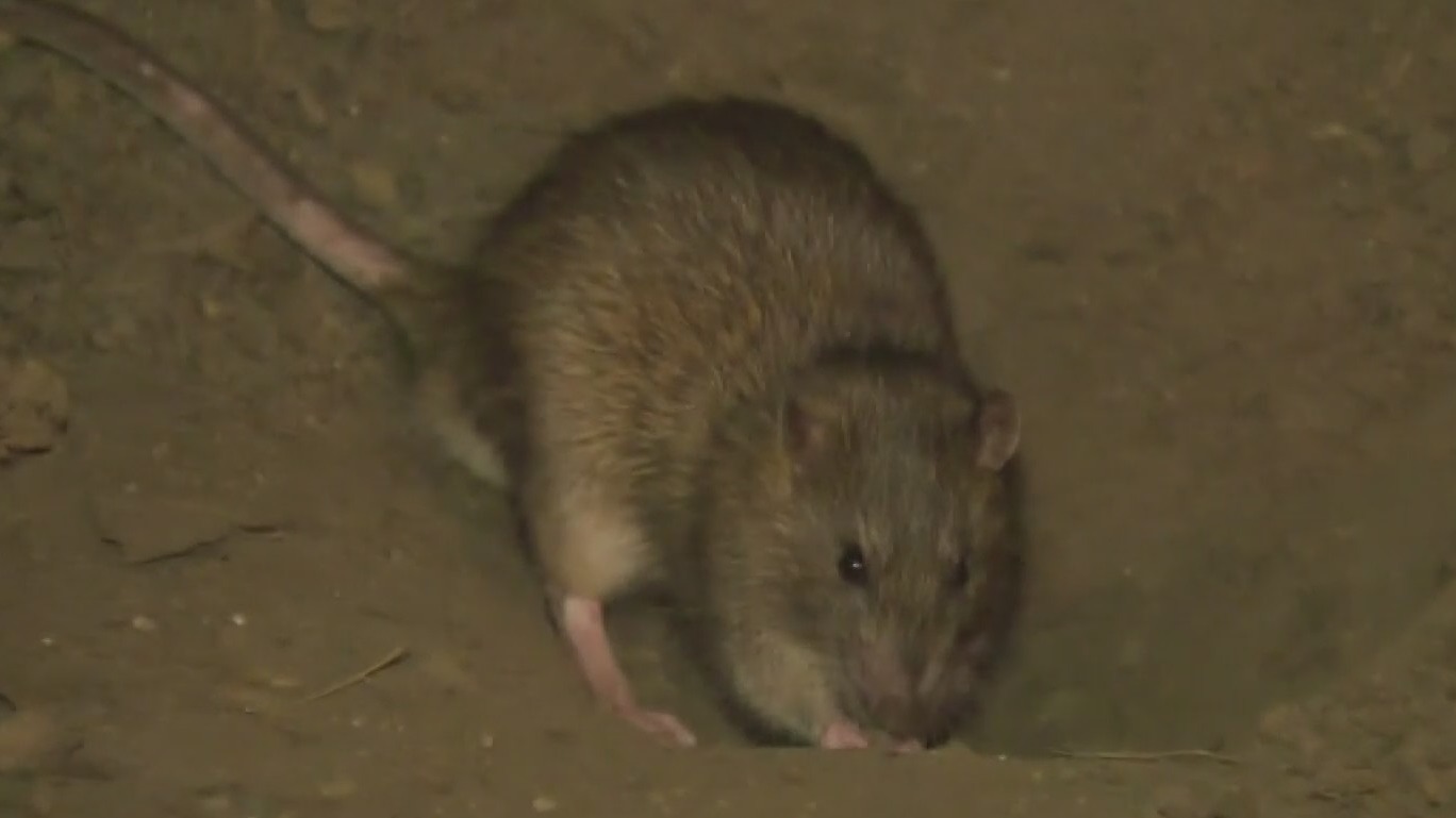 Rodents blamed for significant crop damage across California