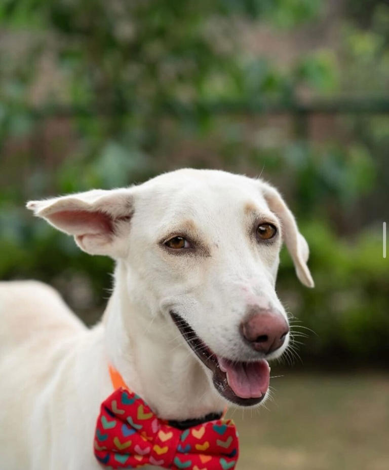 Adopt a Pet: Delhi-NCR residents, bring home a loving companion from ...