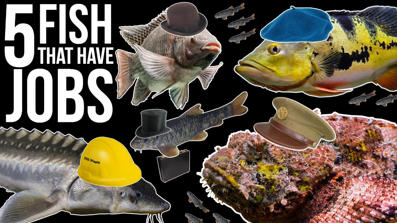 5 Fish That Kinda Have Jobs