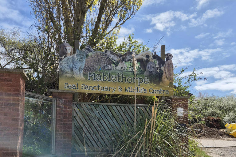 Warning after seal pup is harassed by dogs being walked on Mablethorpe ...