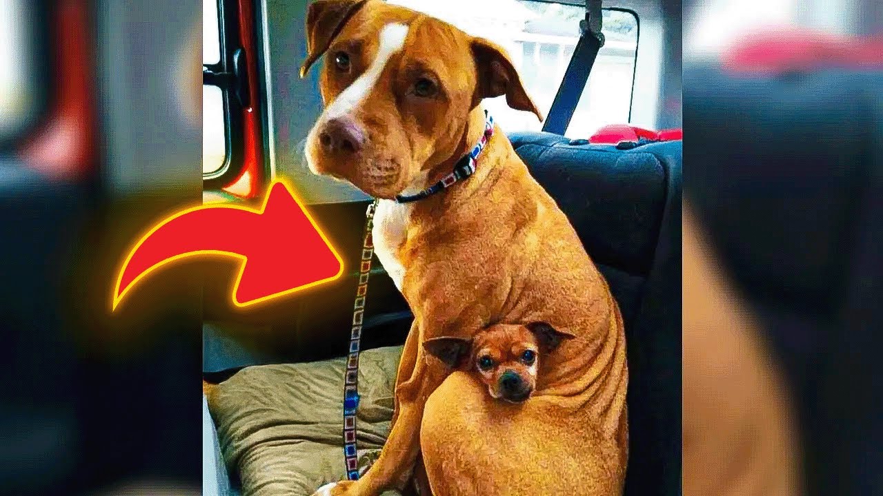 Missing Dog Hears His Owner’s Voice For First Time In Two Years