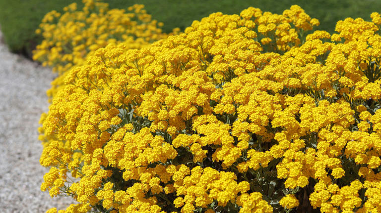 The Buttery, Golden Ground Cover Flowers That Couldn't Be Easier To Grow