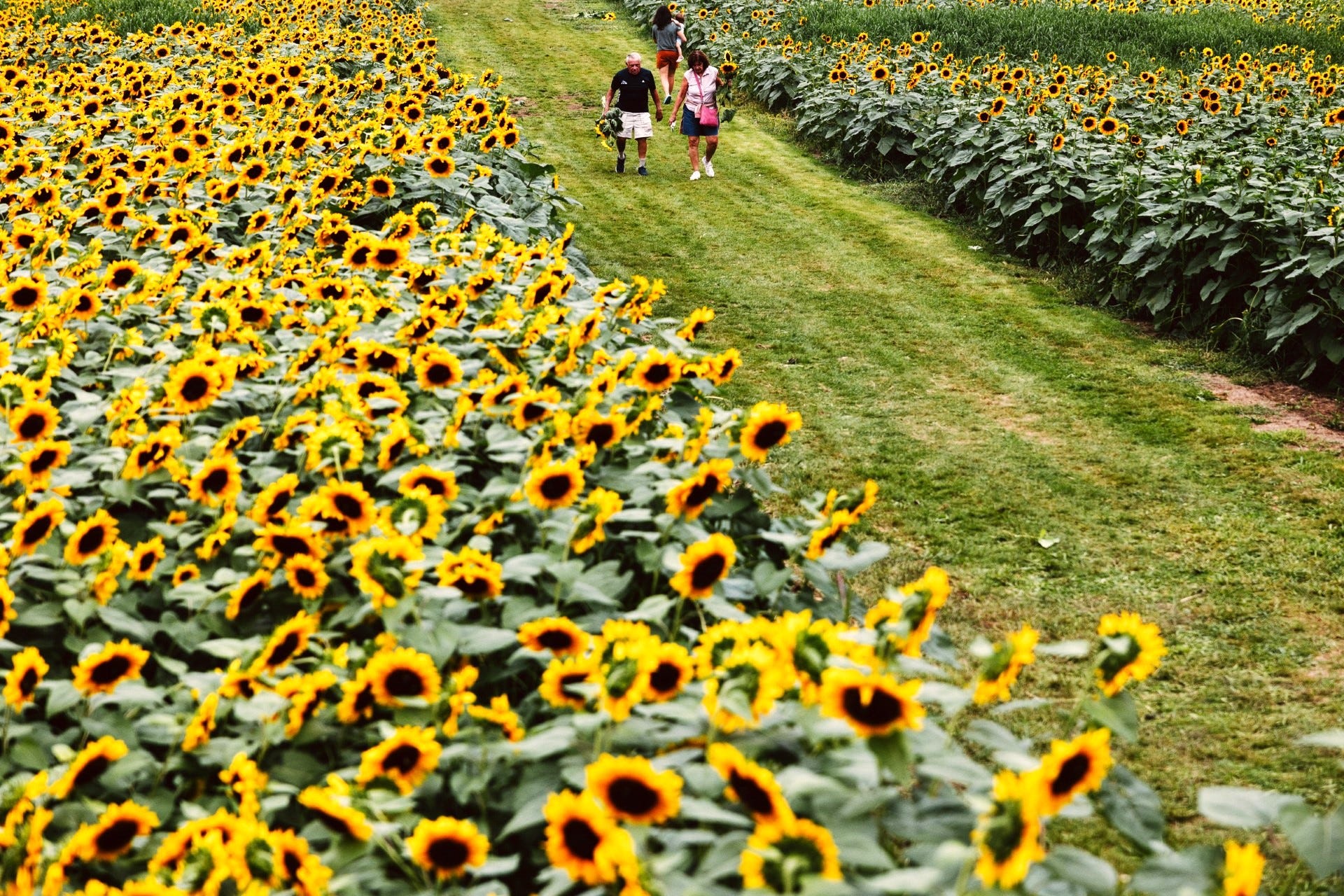 Want to pick a sunflower bouquet? 5 places in Massachusetts to pick ...