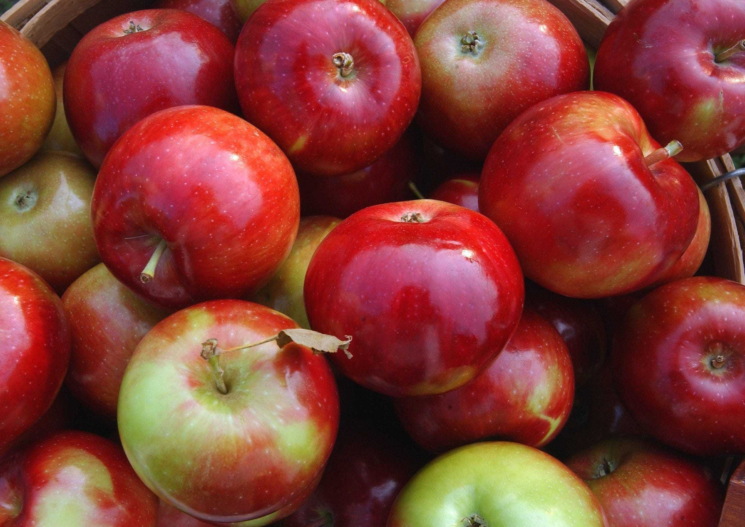 Michigan apple harvest dates 2025: When your favorites will be ready to ...