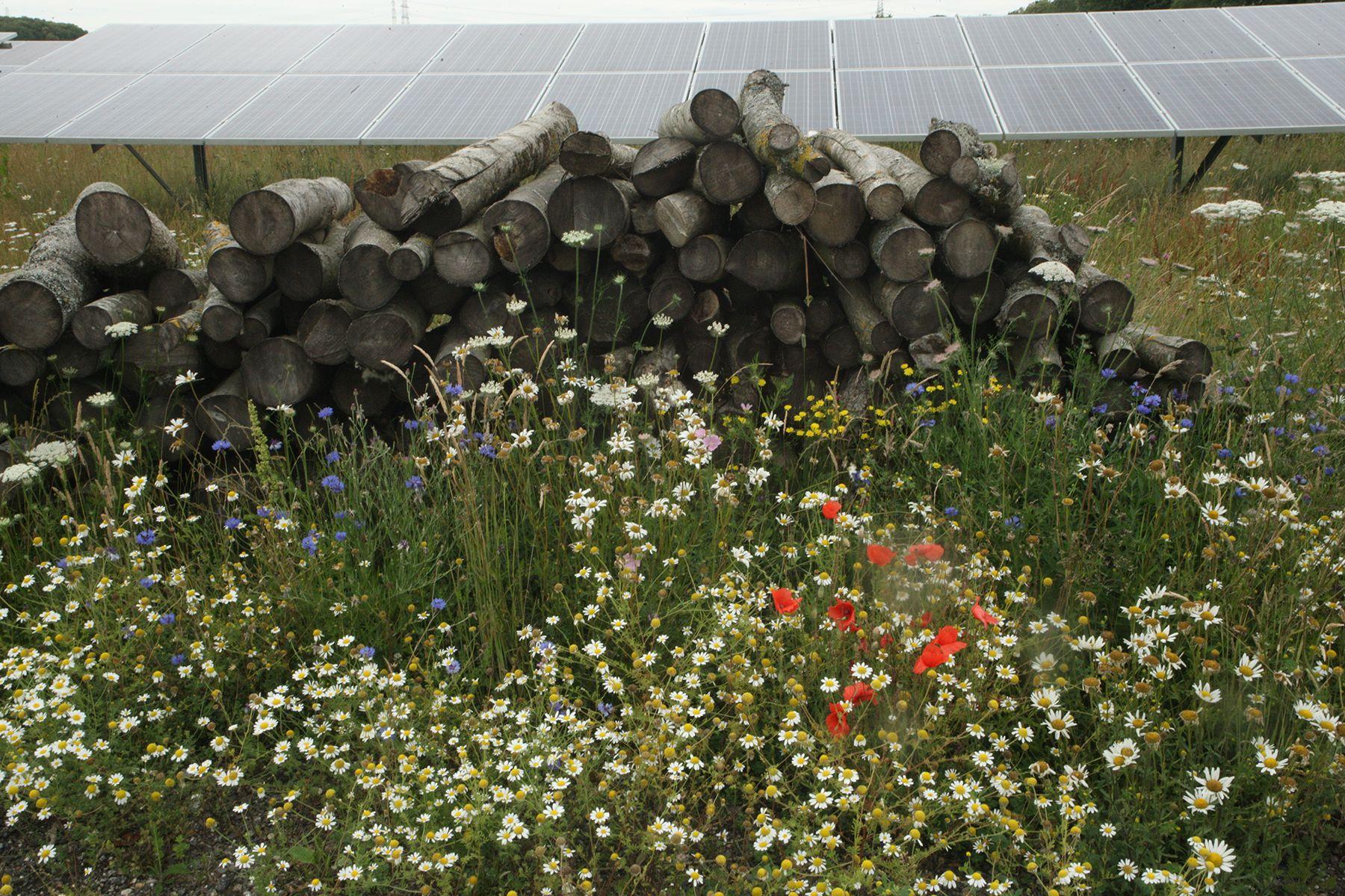 Crowhurst community solar farm secures planning permission