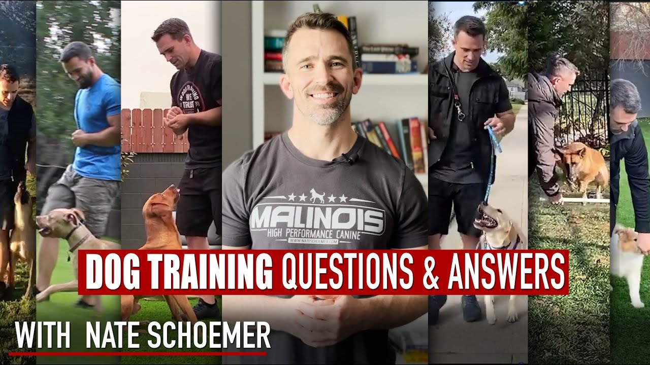 From Beginner to Pro: Dog Training Made Simple