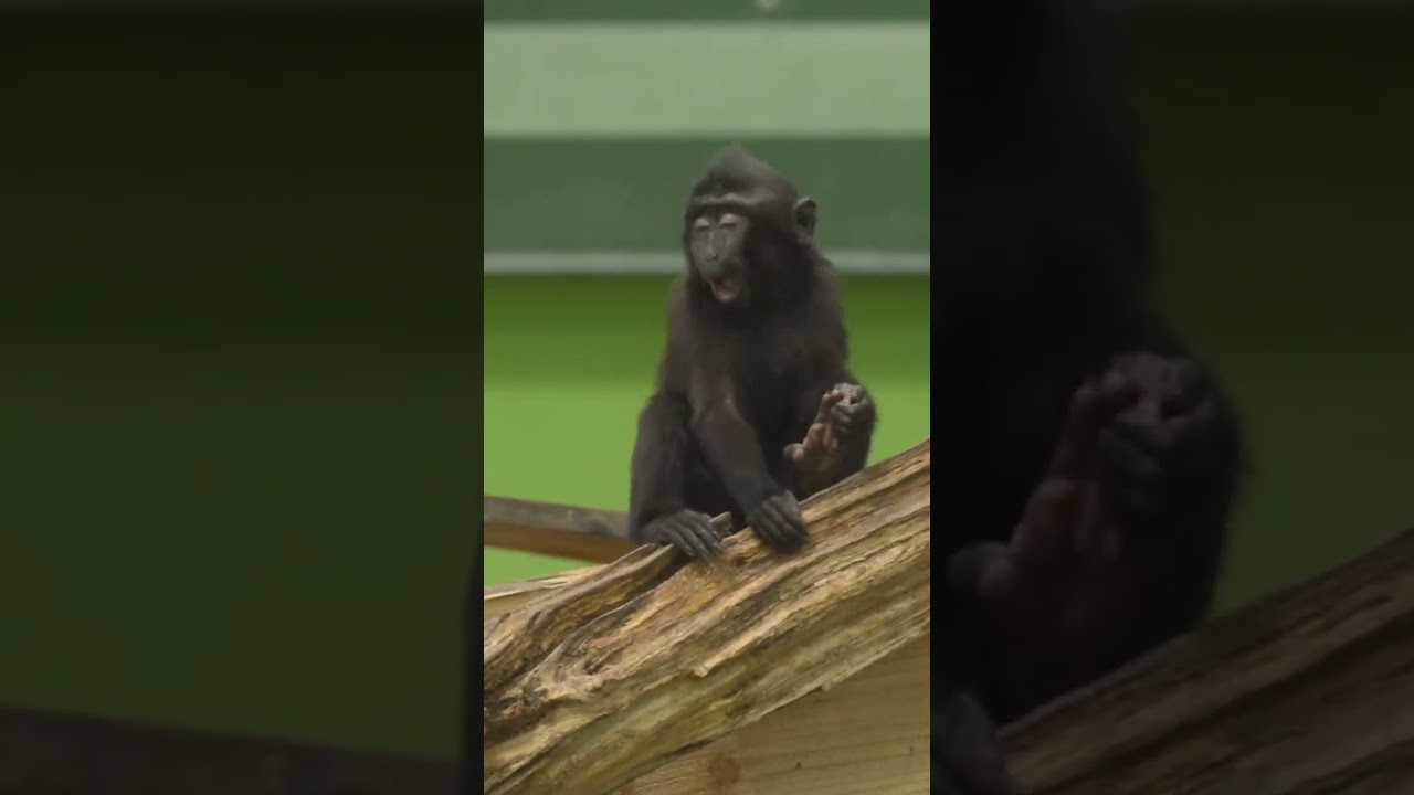 Macaque babies explore and learn through play