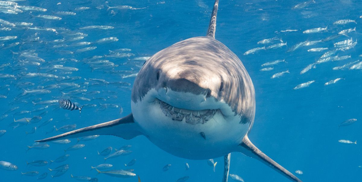 Sharks Are Older Than Trees, Which Seems Wrong