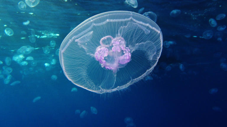 Scientists discover immortality gene in jellyfish