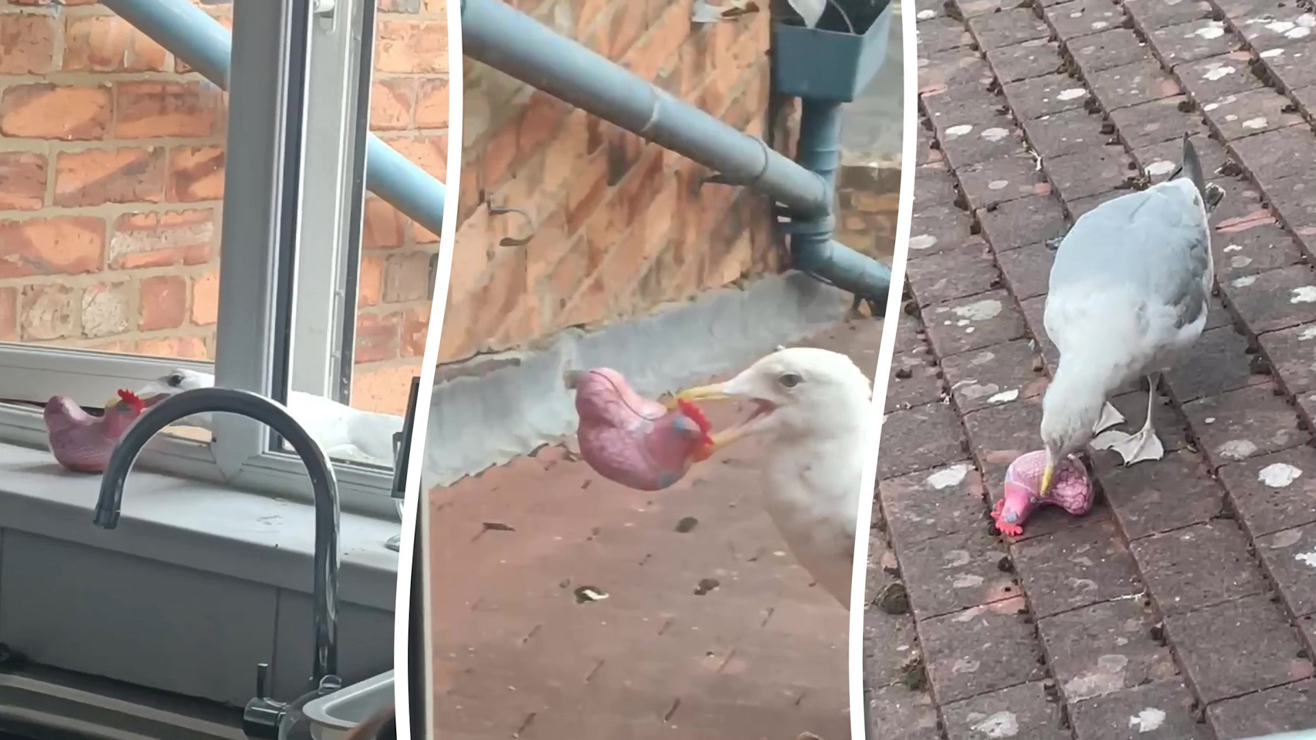 Cheeky seagull snatches ornament from woman's kitchen