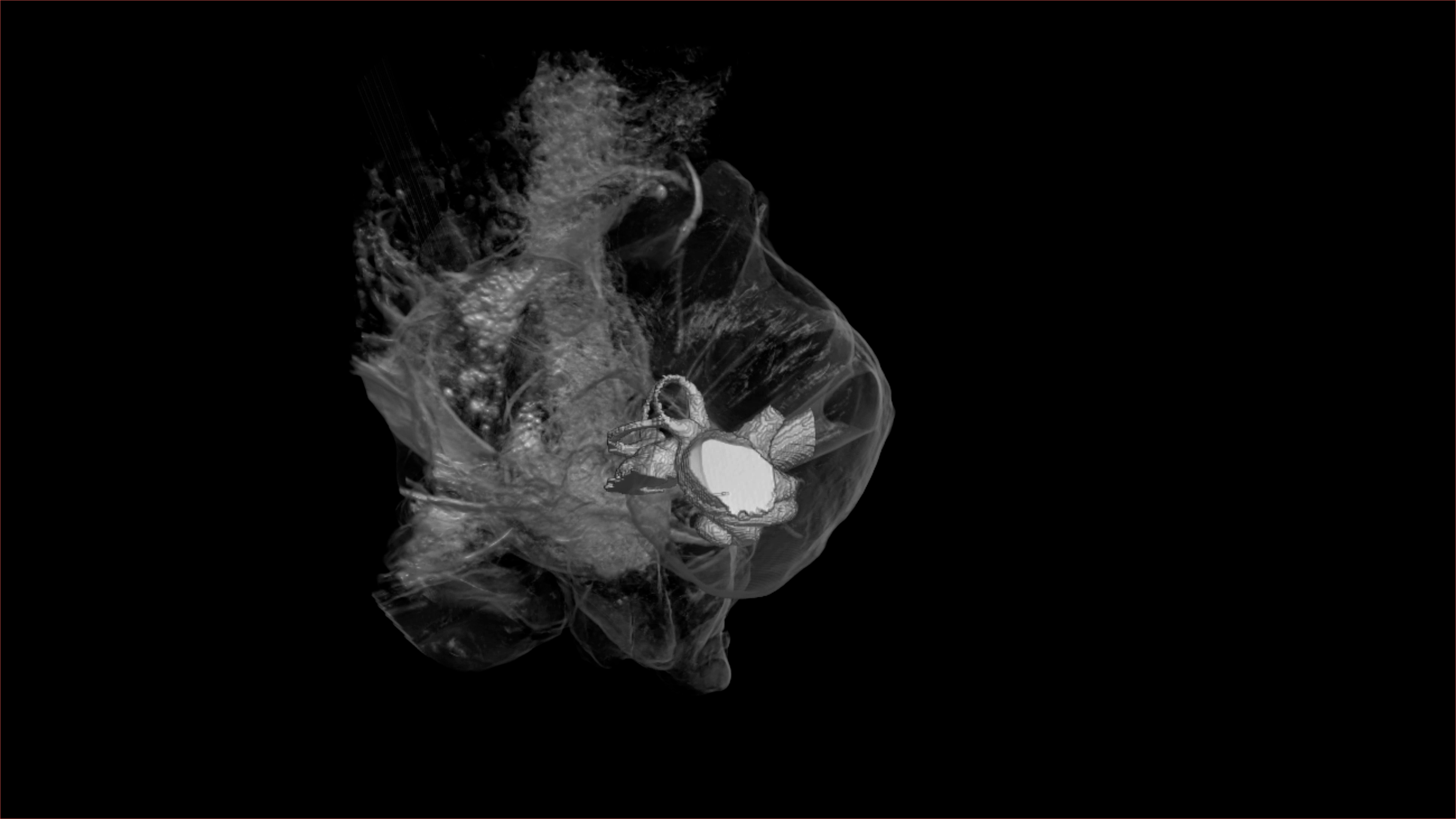 RAW VIDEO: Killer Cutie! Tiny Ancient Whale Had Doe-Eyes But Razor ...