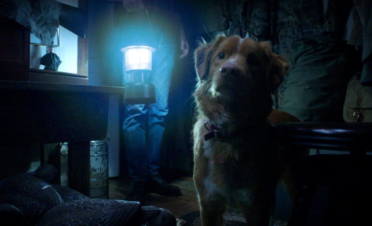 Good Boy Horror Film: UK Release Date, Trailer, and Where to Watch the ...
